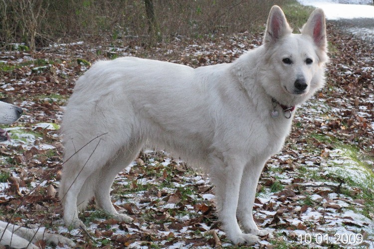Willkommen beim Zwinger vom Rüstjer Forst